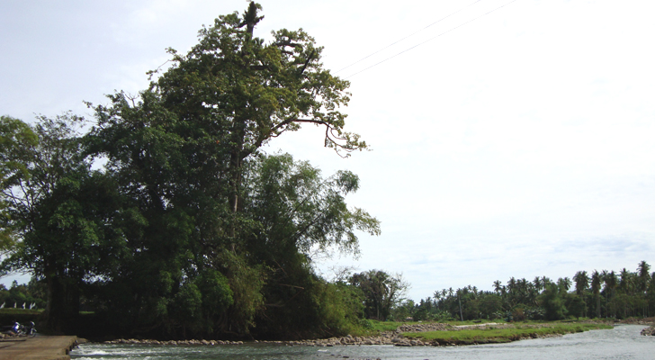 The enchanted 'Camel Tree' of Jimenez - The Weekend Dispatch